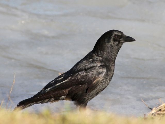 15 Pennsylvania Birds You Ought to Know (Popular Species) - BirdingHub