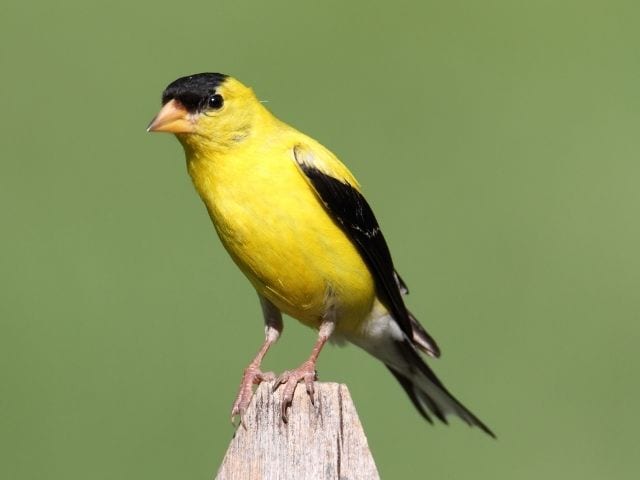 15 Pennsylvania Birds You Ought to Know (Popular Species) - BirdingHub
