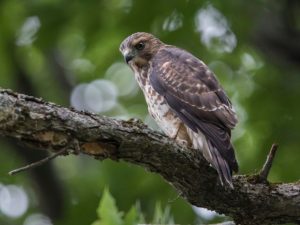 The 8 Hawks in Pennsylvania & Their Majestic Appearances