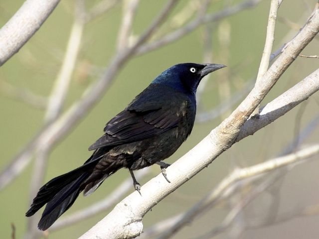 15 Pennsylvania Birds You Ought to Know (Popular Species) - BirdingHub