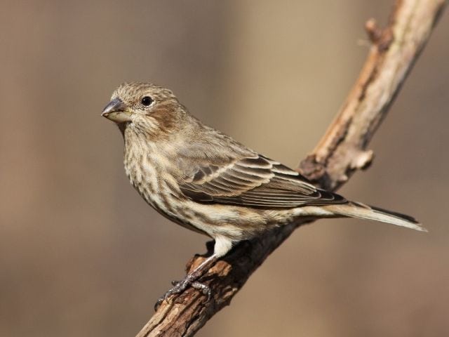 15 Pennsylvania Birds You Ought to Know (Popular Species) - BirdingHub