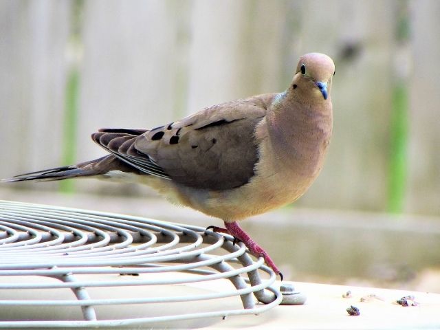 15 Pennsylvania Birds You Ought to Know (Popular Species) - BirdingHub
