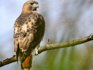 The 8 Hawks in Pennsylvania & Their Majestic Appearances
