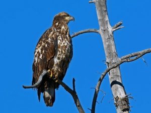 The 8 Hawks in Pennsylvania & Their Majestic Appearances