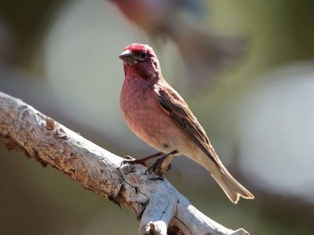 Red Birds In Texas 10 Stunning Species With Pictures Birdinghub