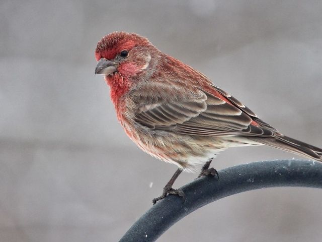 Red Birds in Texas: 10 Stunning Species (With Pictures) - BirdingHub
