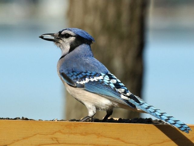 Texas Birds: 21 Colorful Species To Spot (In Your Backyard) - BirdingHub