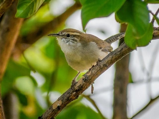 Texas Birds: 21 Colorful Species To Spot (In Your Backyard) - BirdingHub