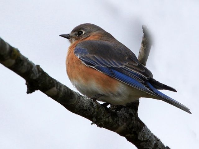 Texas Birds: 21 Colorful Species To Spot (In Your Backyard) - BirdingHub