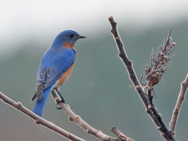 Texas Birds: 21 Colorful Species To Spot (In Your Backyard) - BirdingHub