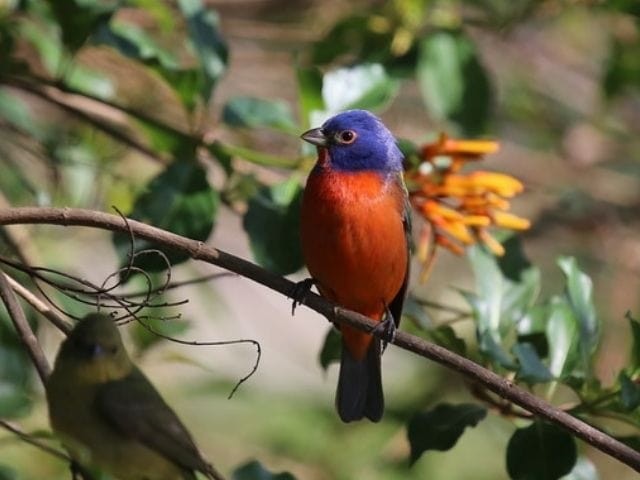Texas Birds: 21 Colorful Species To Spot (In Your Backyard) - BirdingHub