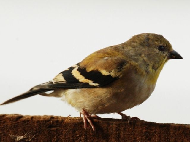 Birds of Wisconsin: Discover 24 Common Backyard Species - BirdingHub