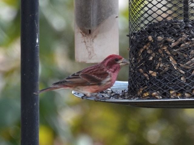Birds of Wisconsin: Discover 24 Backyard Species & Raptors