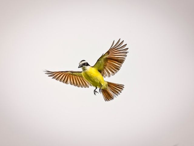 12 Crested Birds of North America (Picturesque Species)