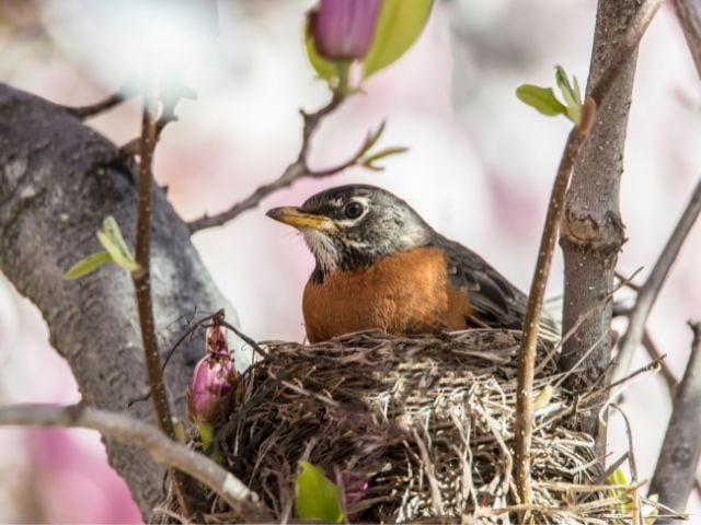 Birds of Wisconsin: Discover 24 Backyard Species & Raptors