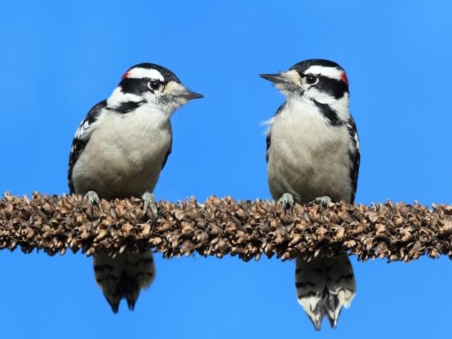 Birds of Wisconsin: Discover 24 Backyard Species & Raptors