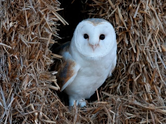 Pennsylvania Owls: 8 Striking Species to See Every Season - BirdingHub