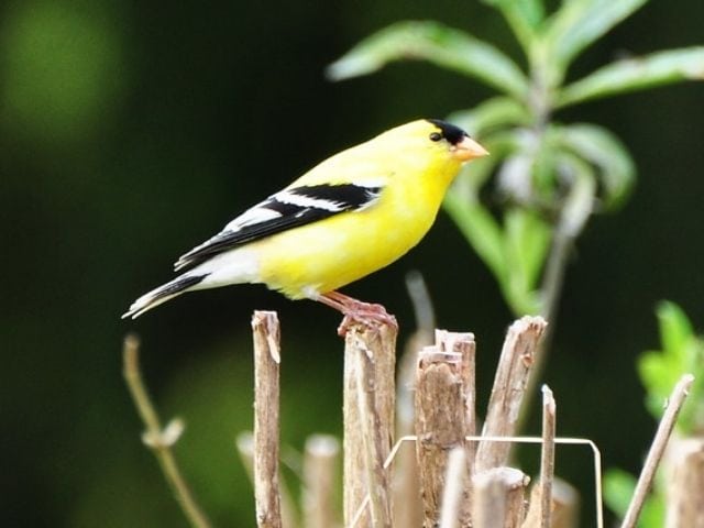 Birds of Wisconsin: Discover 24 Backyard Species & Raptors