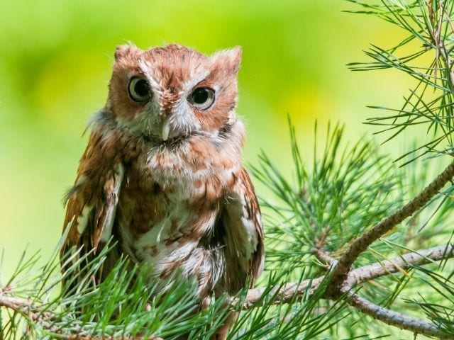 Pennsylvania Owls: 8 Striking Species to See Every Season - BirdingHub