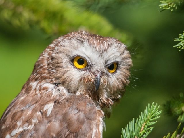 Pennsylvania Owls: 8 Striking Species to See Every Season - BirdingHub