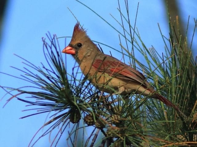 Birds of Wisconsin: Discover 24 Common Backyard Species - BirdingHub