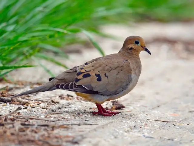 Oregon Birds: Profiles of 10 (Diverse) Backyard Species - BirdingHub