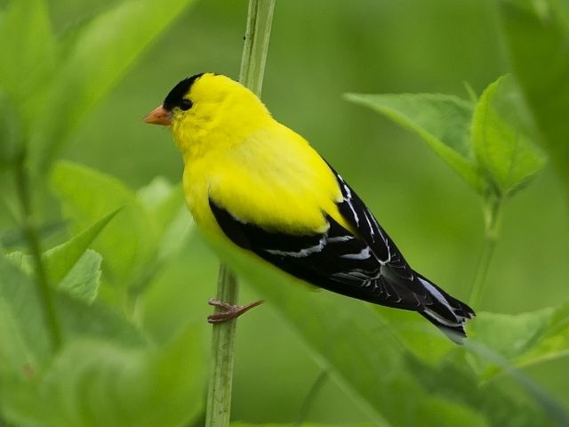 Birds of Utah: 12 Eye-Catching Backyard Species - BirdingHub