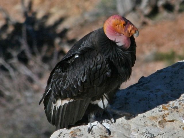 Birds of Utah: 12 Eye-Catching Backyard Species - BirdingHub