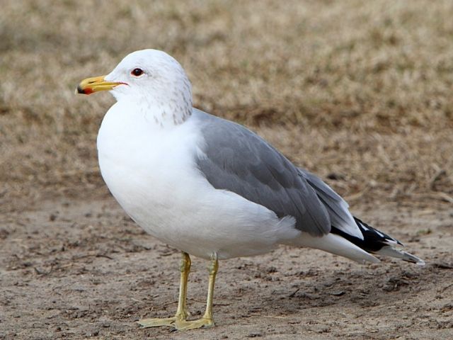 Birds of Utah: 12 Eye-Catching Backyard Species - BirdingHub