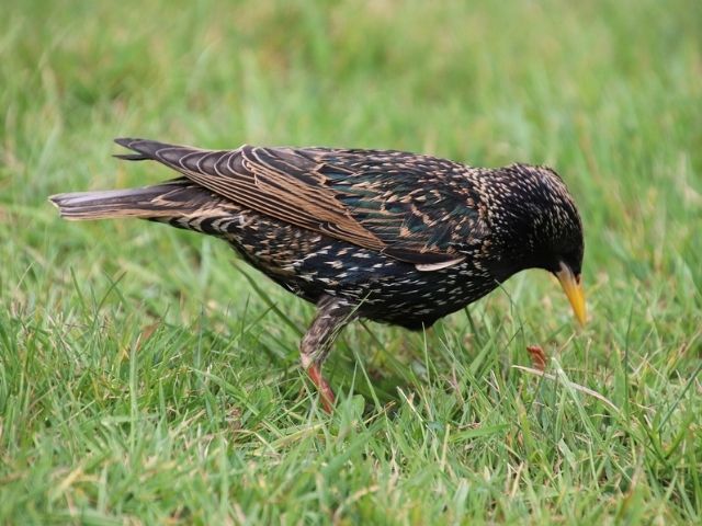 Birds of Utah: 12 Eye-Catching Backyard Species - BirdingHub
