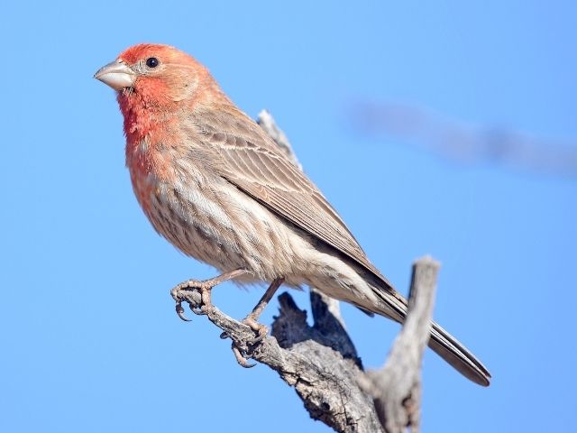 Birds of Utah: 12 Eye-Catching Backyard Species - BirdingHub
