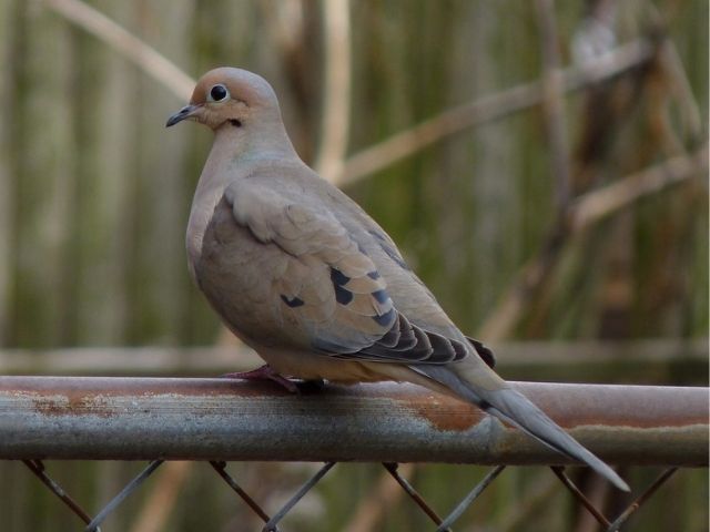 Birds of Utah: 12 Eye-Catching Backyard Species - BirdingHub