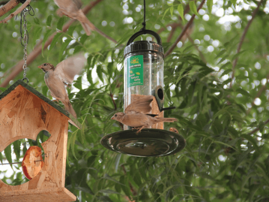 Bird Feeder Setup: How-To Guide for Your Feeding Station - BirdingHub