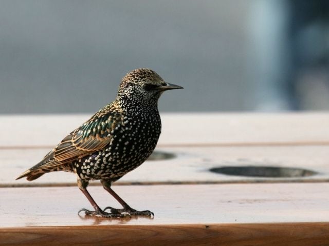 Indiana Birds: 12 Familiar Backyard Species You'll Recognize