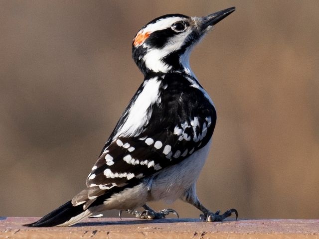 Indiana Birds: 12 Familiar Backyard Species You'll Recognize