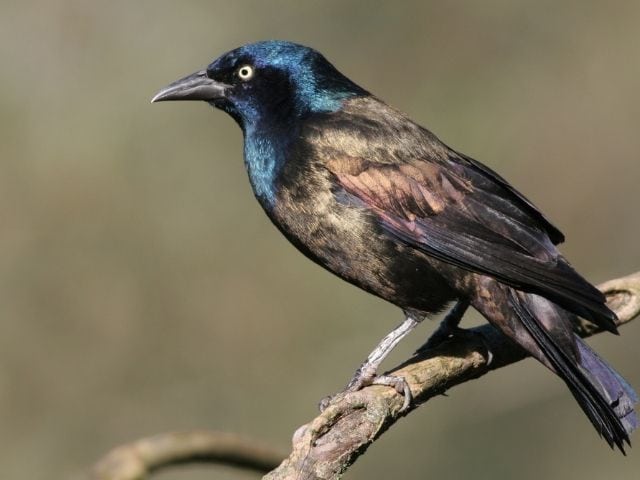 Indiana Birds: 12 Familiar Backyard Species You'll Recognize