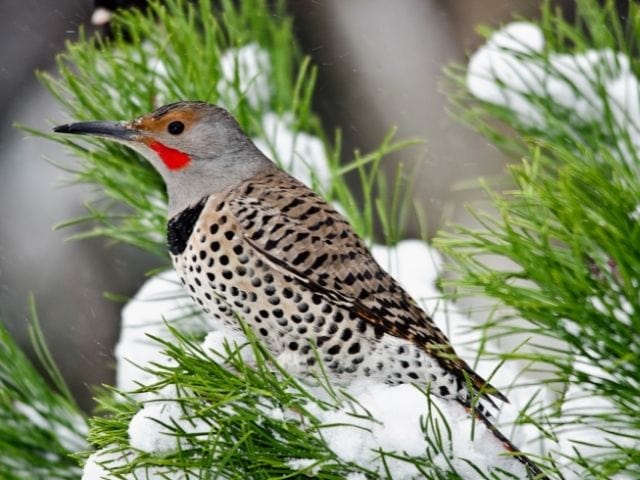 Indiana Birds: 12 Familiar Backyard Species You'll Recognize