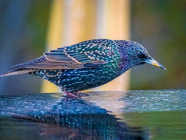 Birds of Massachusetts: 15 Species to Spot in Your Backyard - BirdingHub