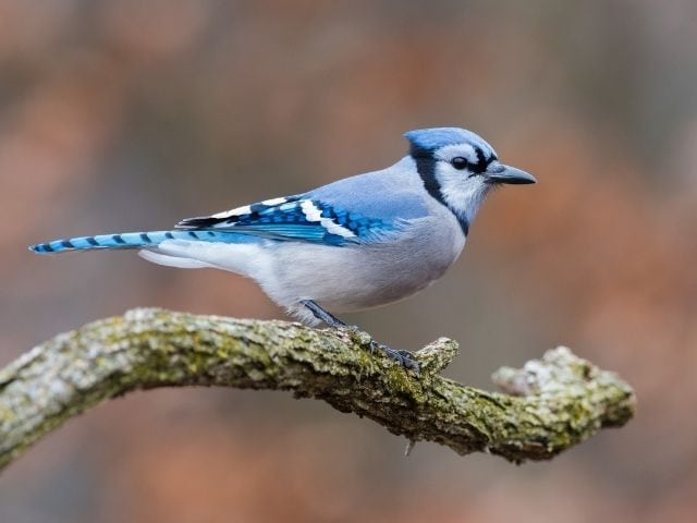 Birds of Massachusetts: 15 Species to Spot in Your Backyard - BirdingHub