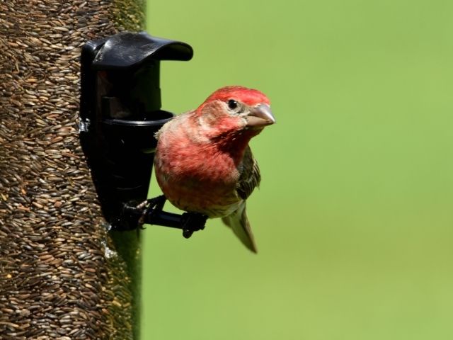 Indiana Birds: 12 Familiar Backyard Species You'll Recognize