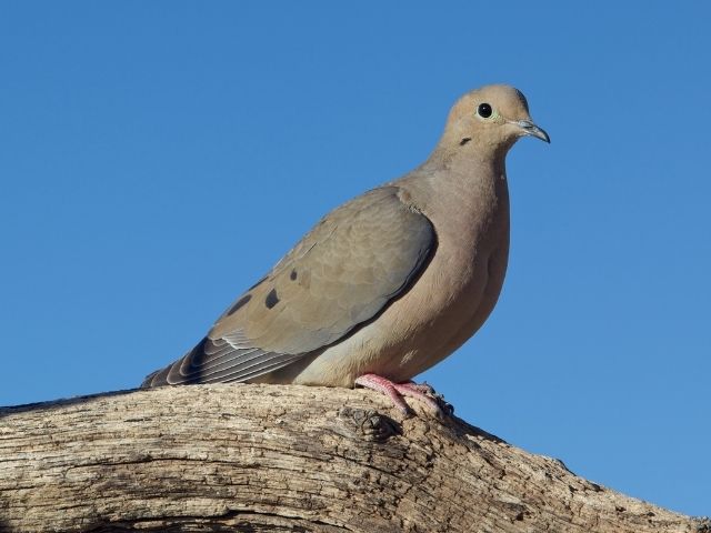 Indiana Birds: 12 Familiar Backyard Species You'll Recognize
