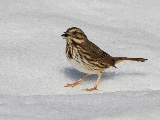 Indiana Birds: 12 Familiar Backyard Species You'll Recognize