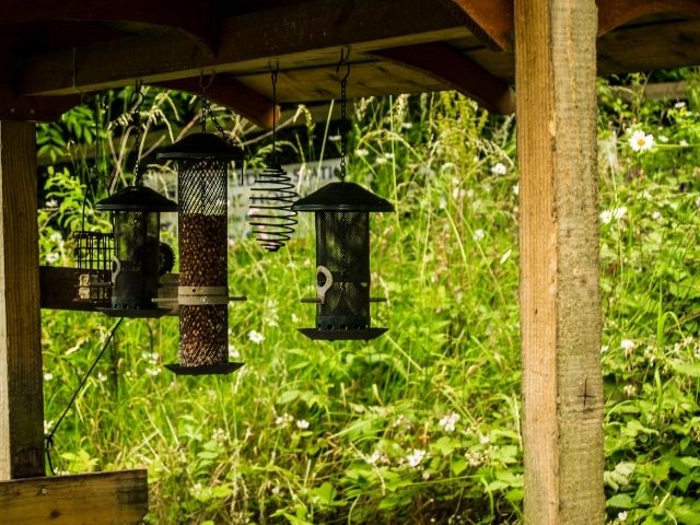 Bird Feeder Setup: How-To Guide for Your Feeding Station - BirdingHub