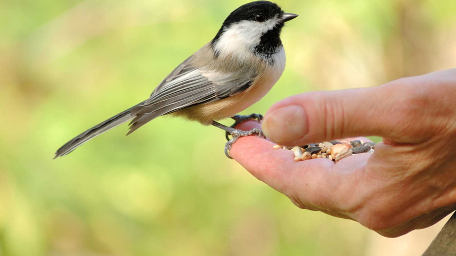 Florida Backyard Birds: 20 Common Species To Check Out - BirdingHub