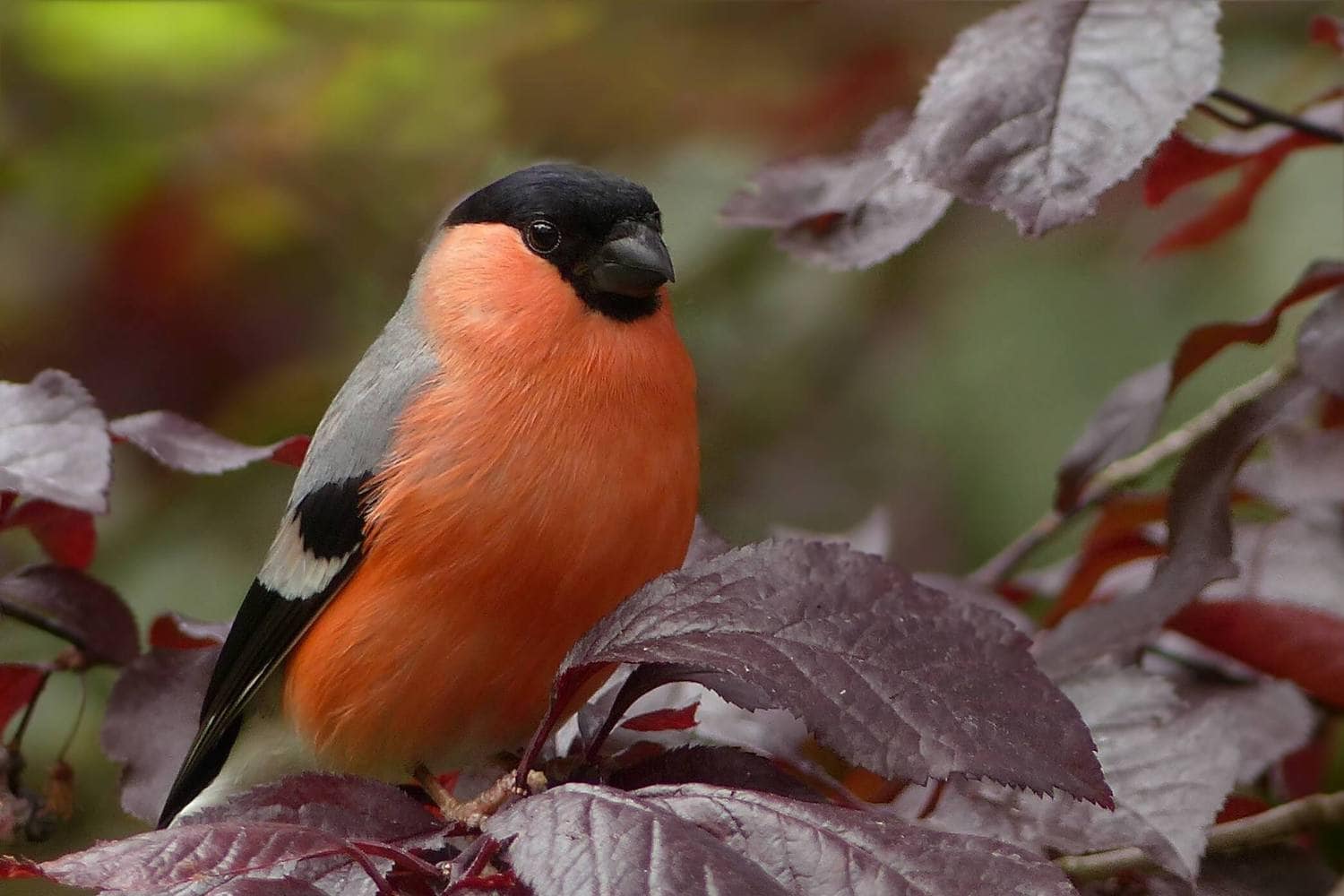 Chaffinch vs Bullfinch: 5 Key Differences Between Them - BirdingHub