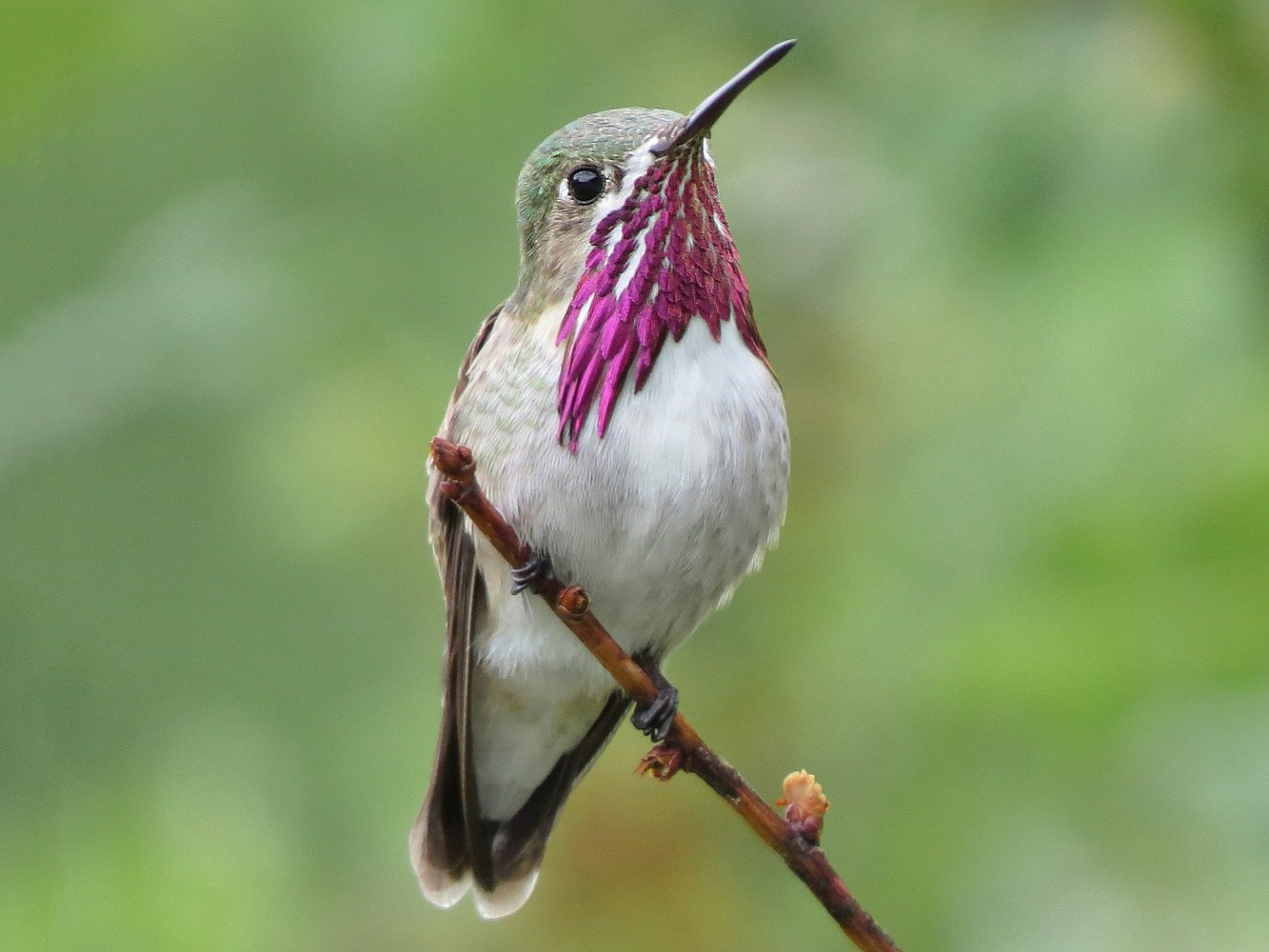 Hummingbirds In Ohio: 5 Cutest Hummer Species - BirdingHub