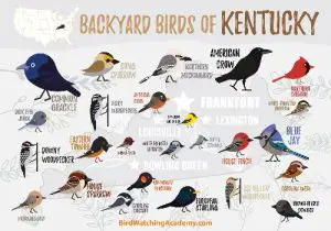 Birds Of Kentucky: 35 Sweet Species Of The Bluegrass State