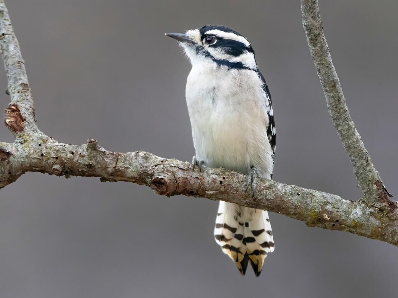 Birds Of Montana: 35 Species Vacationers Love To See - BirdingHub