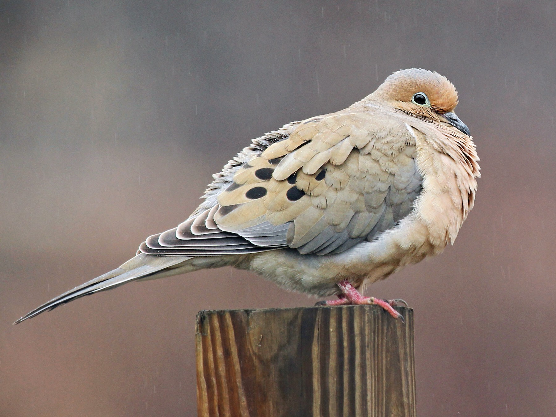 North Carolina Birds: 30 Fantastic Species To Watch Out For!