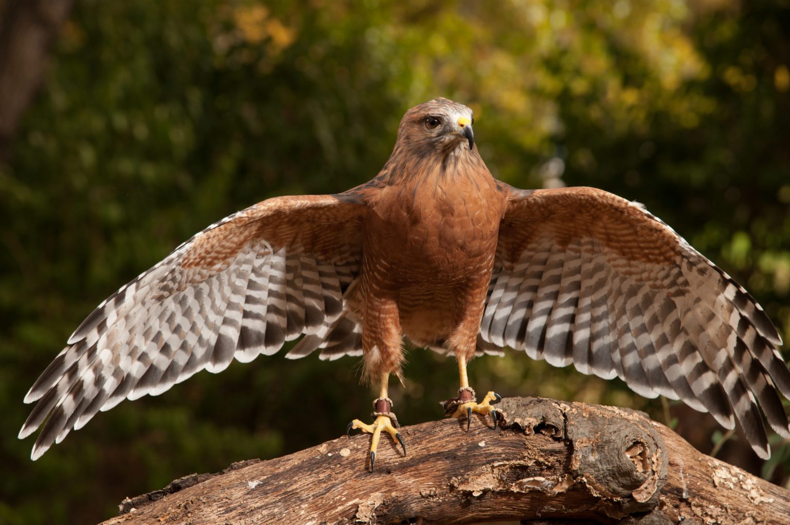 Do Hawks Eat Snakes? Uncover the Truth About Their Diet - BirdingHub